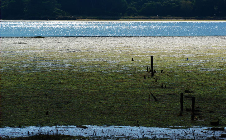 Lagoa de Óbidos - GoÓbidos o Teu Guia Turístico Local