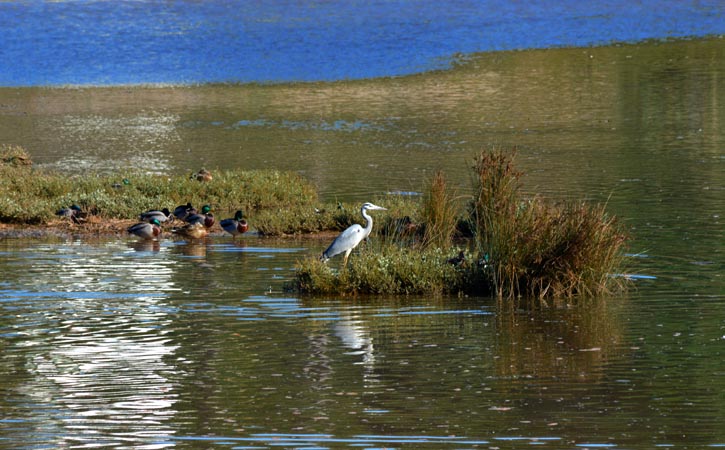 Lagoa de Óbidos - GoÓbidos o Teu Guia Turístico Local